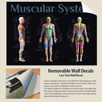 Chiropractic Wall Murals - Vibrant, Affordable